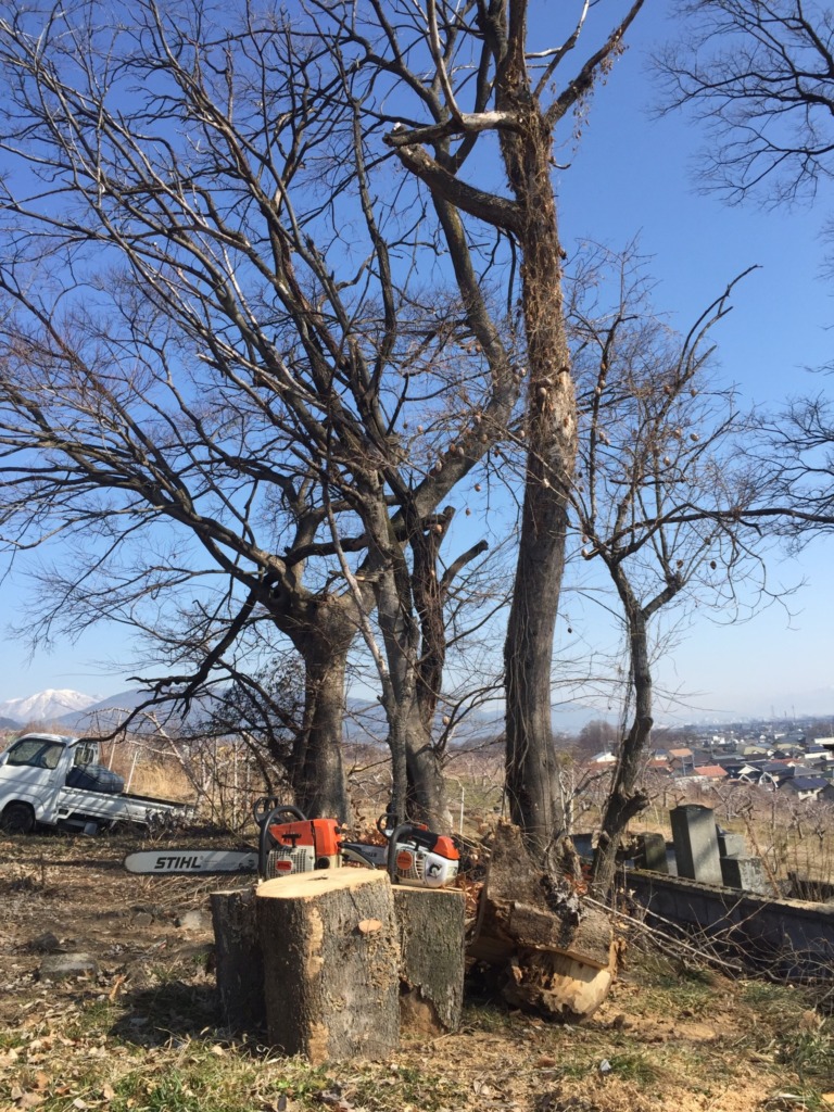 長野市篠ノ井エノキの伐採 | KITAJIMA TREE WORKS