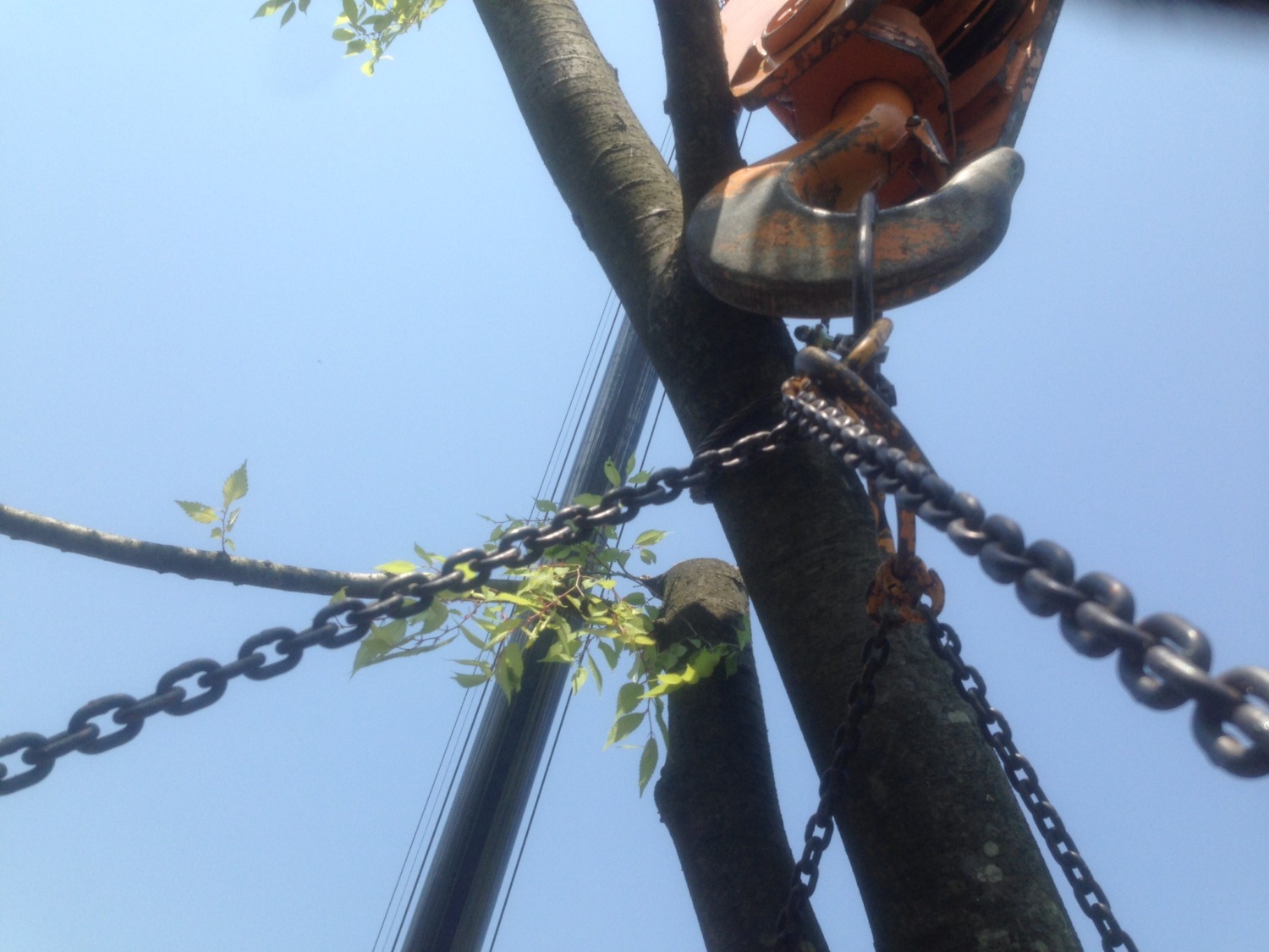 新潟県妙高市ケヤキの剪定 | KITAJIMA TREE WORKS