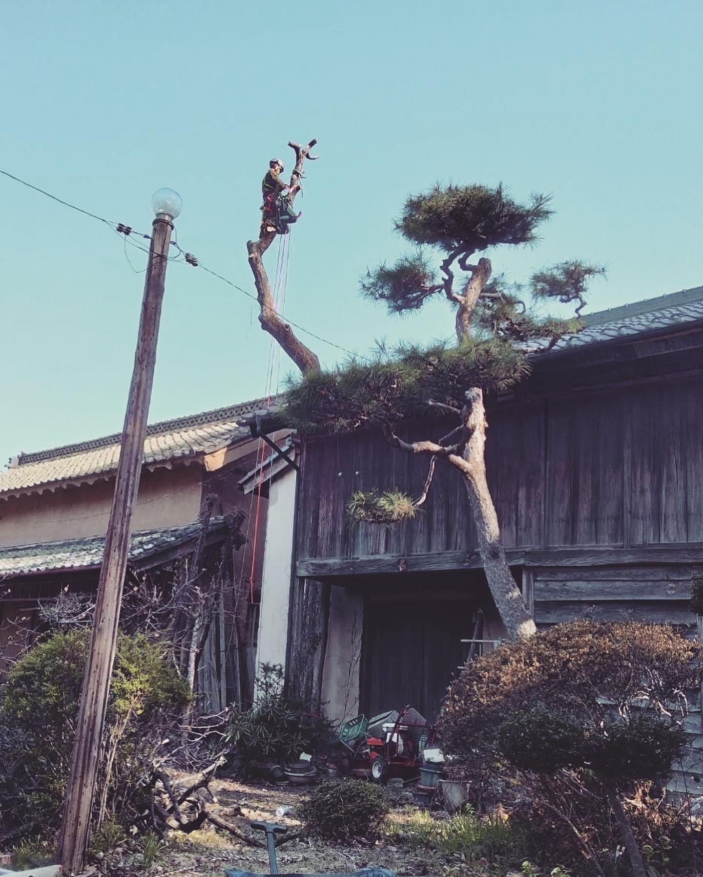 千曲市k邸 柿の木 | KITAJIMA TREE WORKS